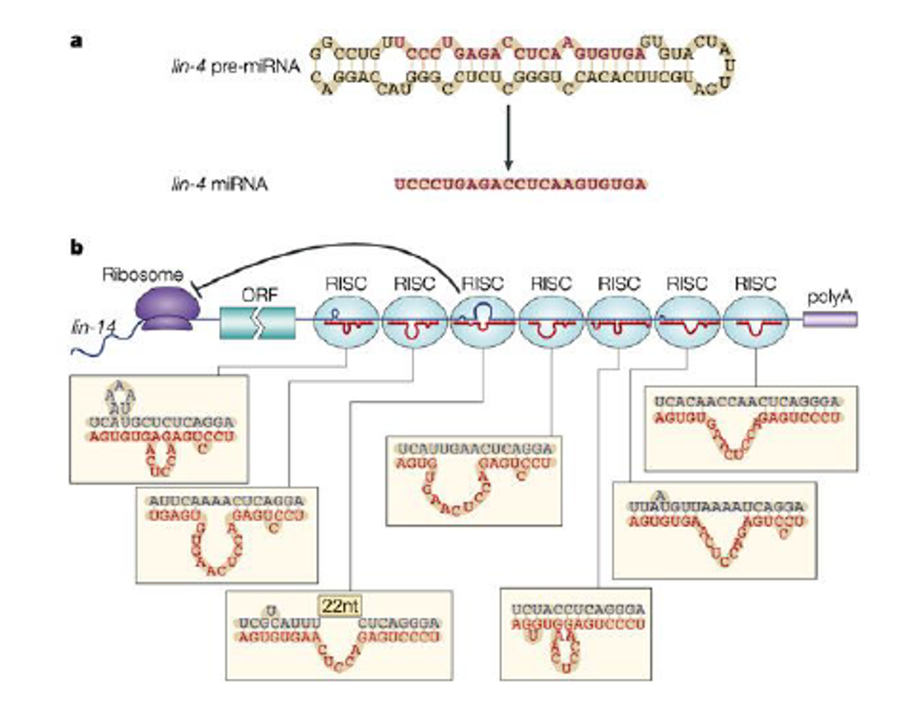[유전학] 8.4 : post-transcriptional control