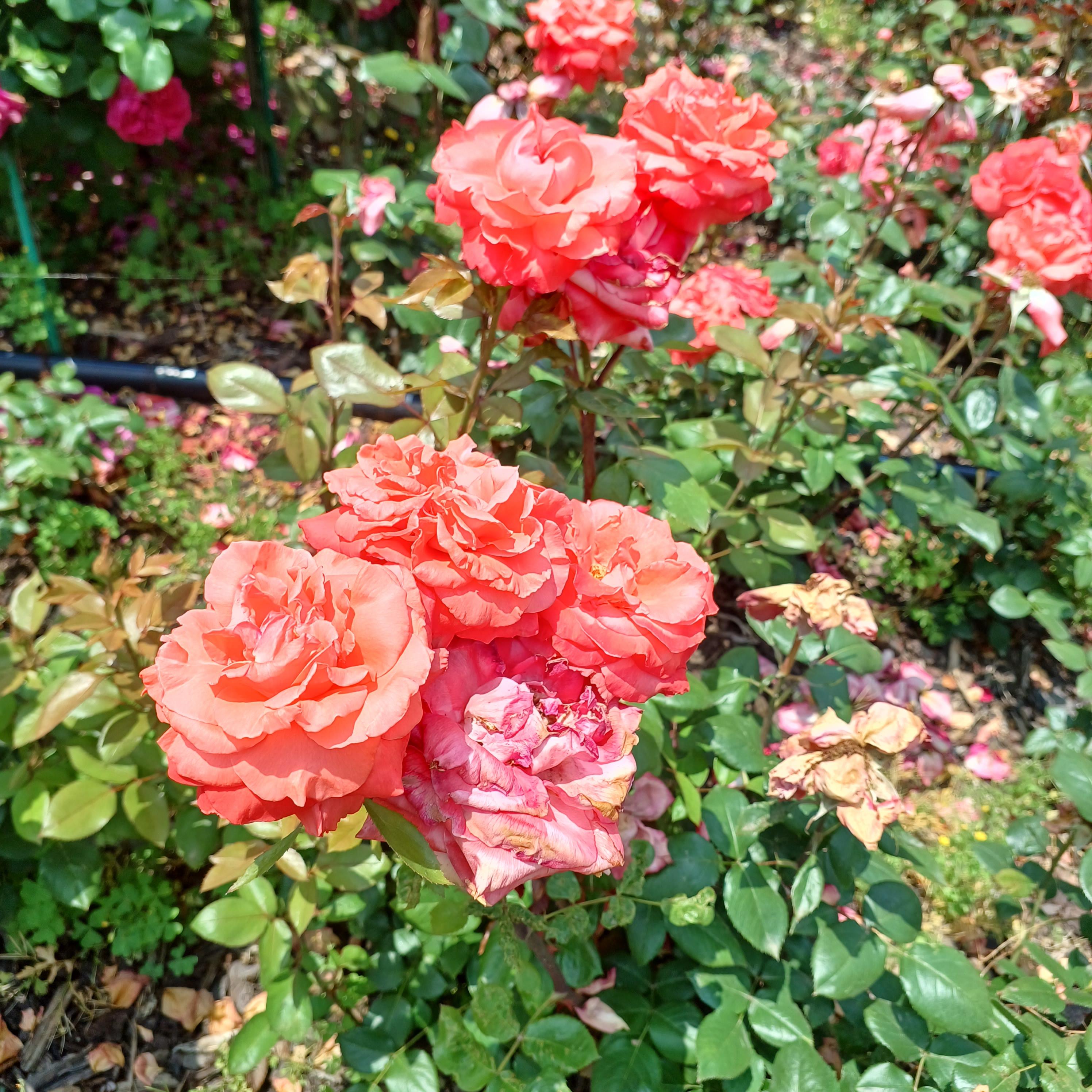 꽃의 여왕, 장미 - 종류부터 꽃말, 전국 명소까지 한눈에 보기