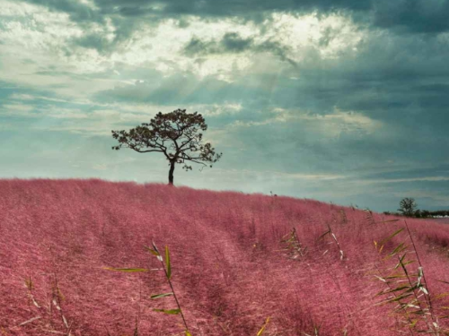 경기 안성시 안성팜랜드