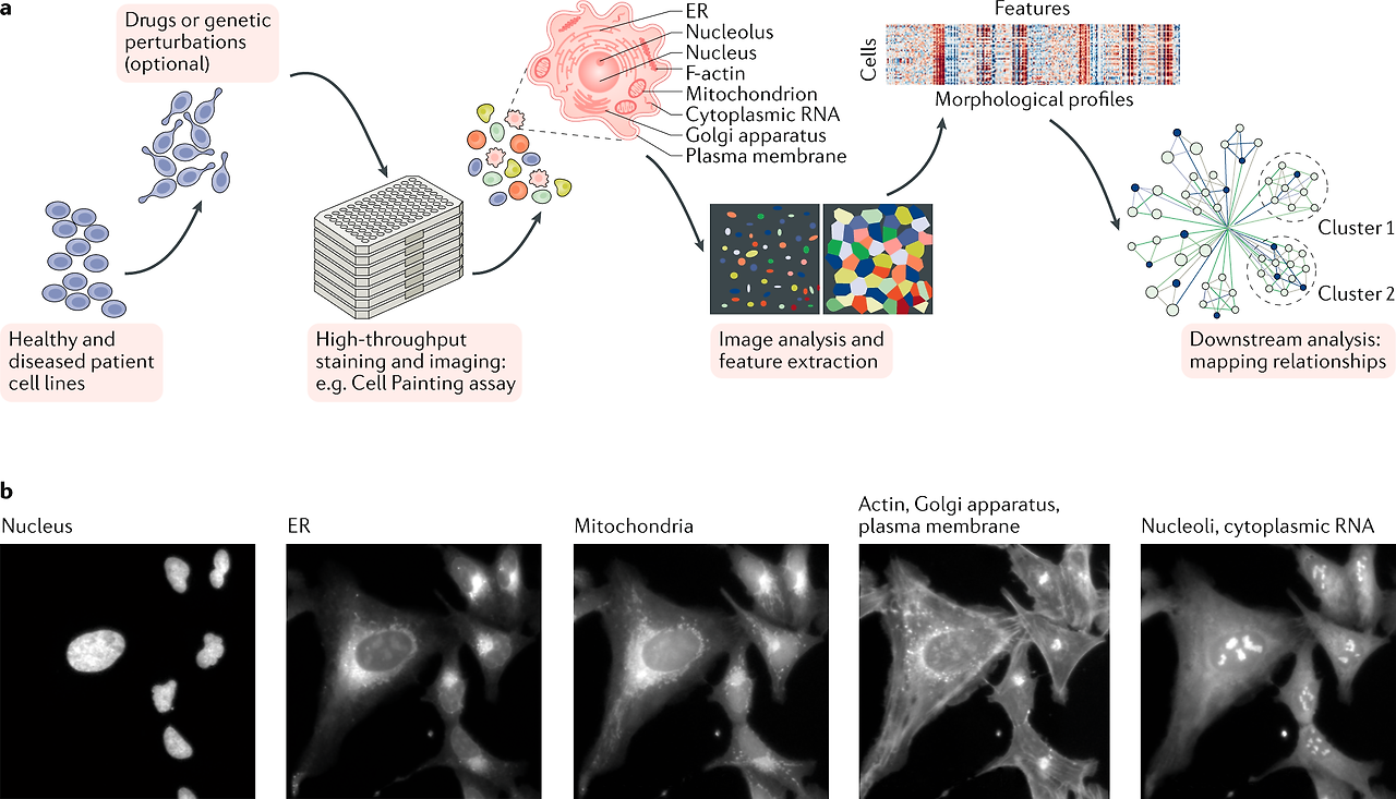 [23] Image-based profiling for drug discovery: due for a machine-learning upgrade? — Dataflow