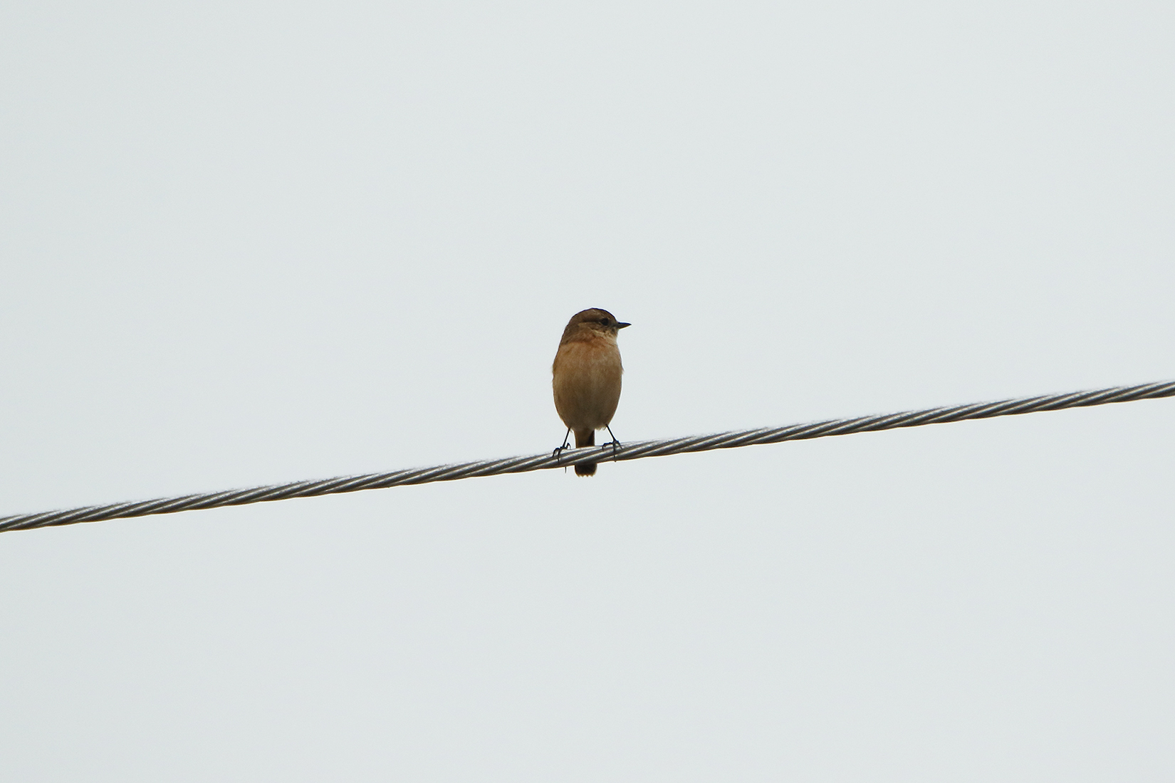 검은딱새 [Amur Stonechat]