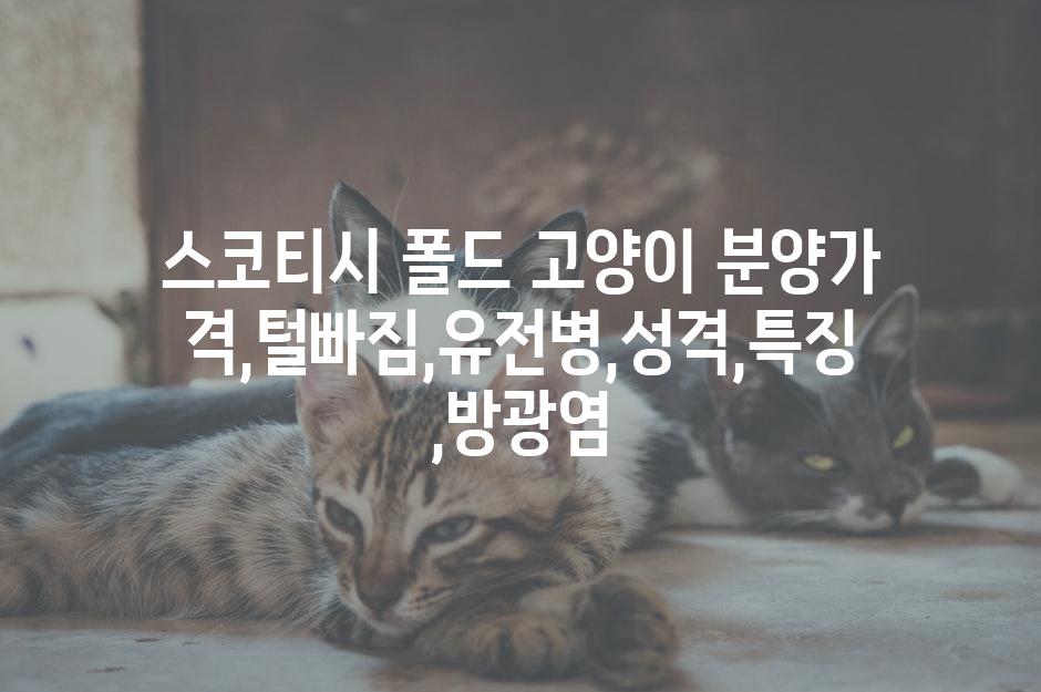 스코티시 폴드 고양이 분양가격,털빠짐,유전병,성격,특징,방광염