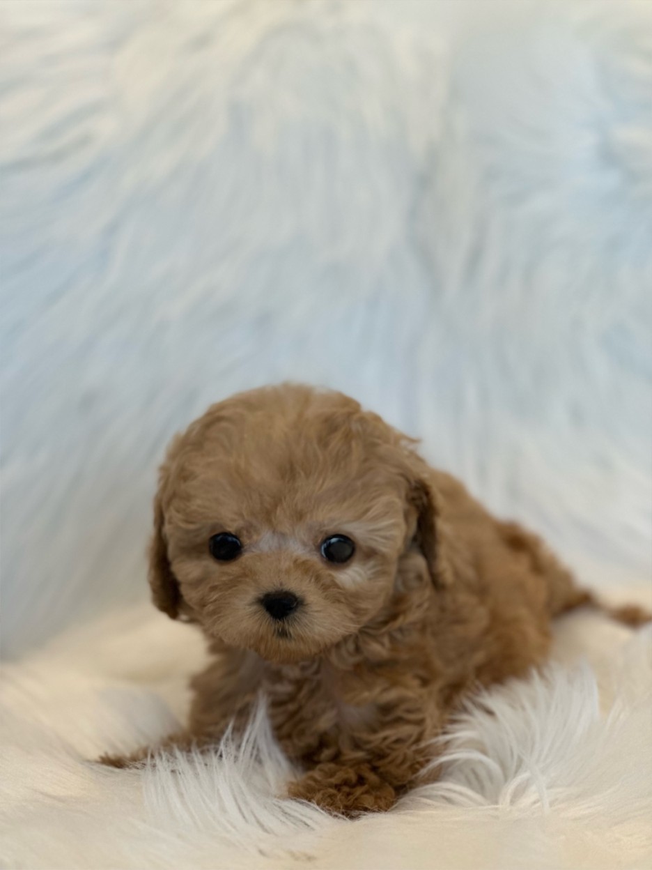 강아지분양 추가비용없이 저렴하게