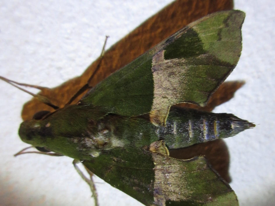 Angonyx testacea (Sphingidae 박각시과)