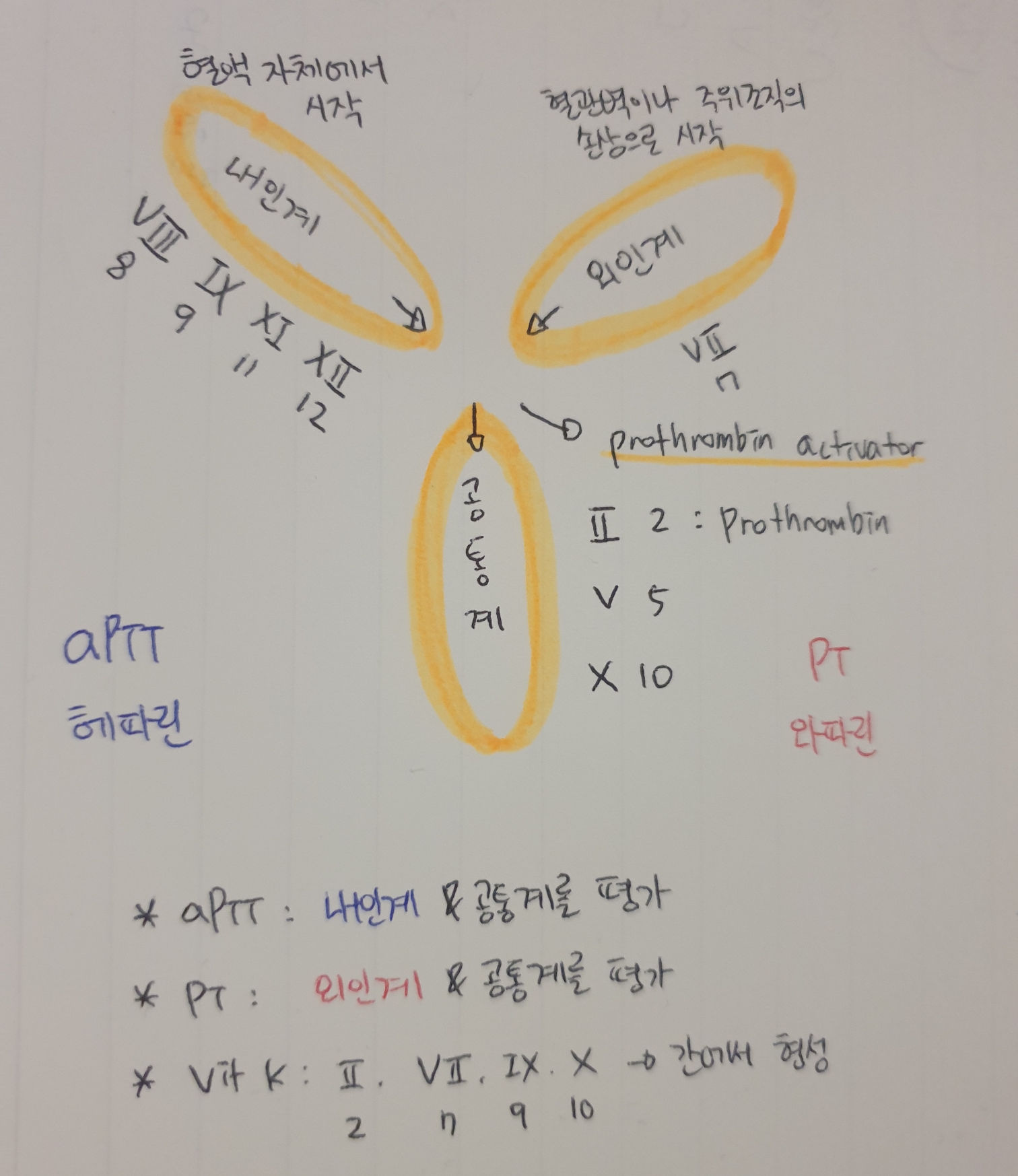 [혈액검사] 혈액응고검사 PT(sec, %, INR)/aPTT 알아보기
