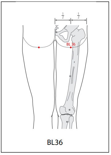 족태양방광경(BL) > BL36 승부 (承扶) - 오케파파(OKePaPa)의 세상