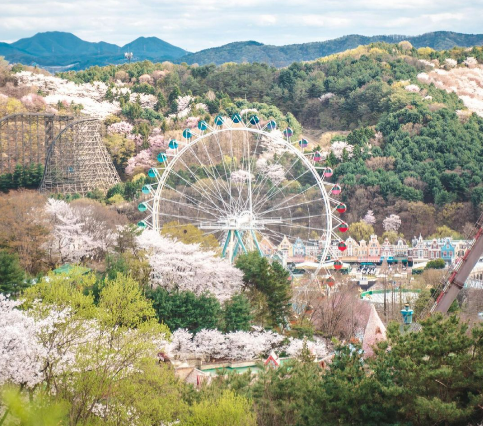 경기도 벚꽃 명소(에버랜드, 서울랜드, 팔당호 등) 개화시기 추천 호텔 BEST5 - 온 더 트래블