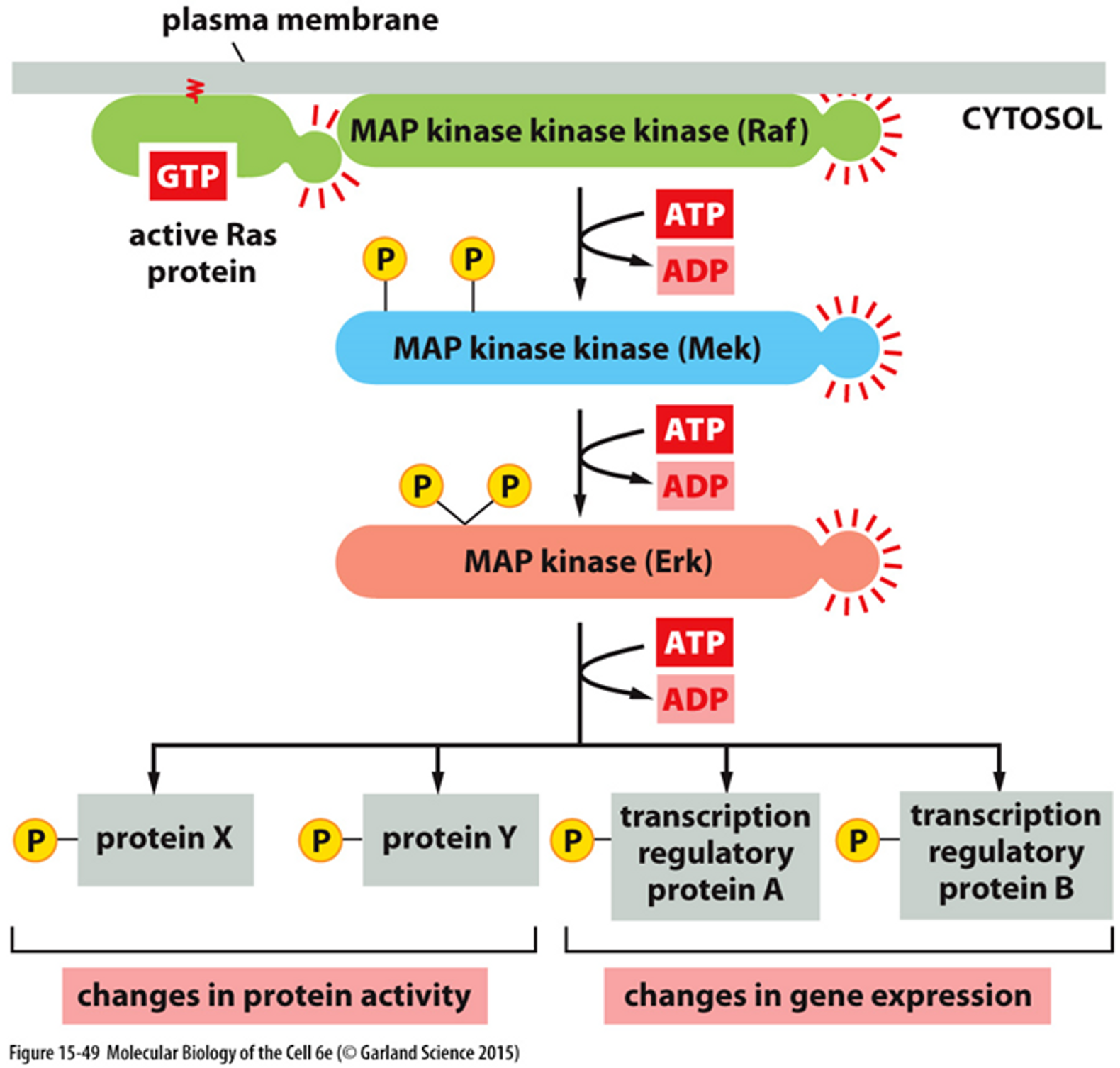 [세포생물학] 7.3 : RTK(receptor tyrosine kinase) - Ras-MAPK pathway, PI3K ...