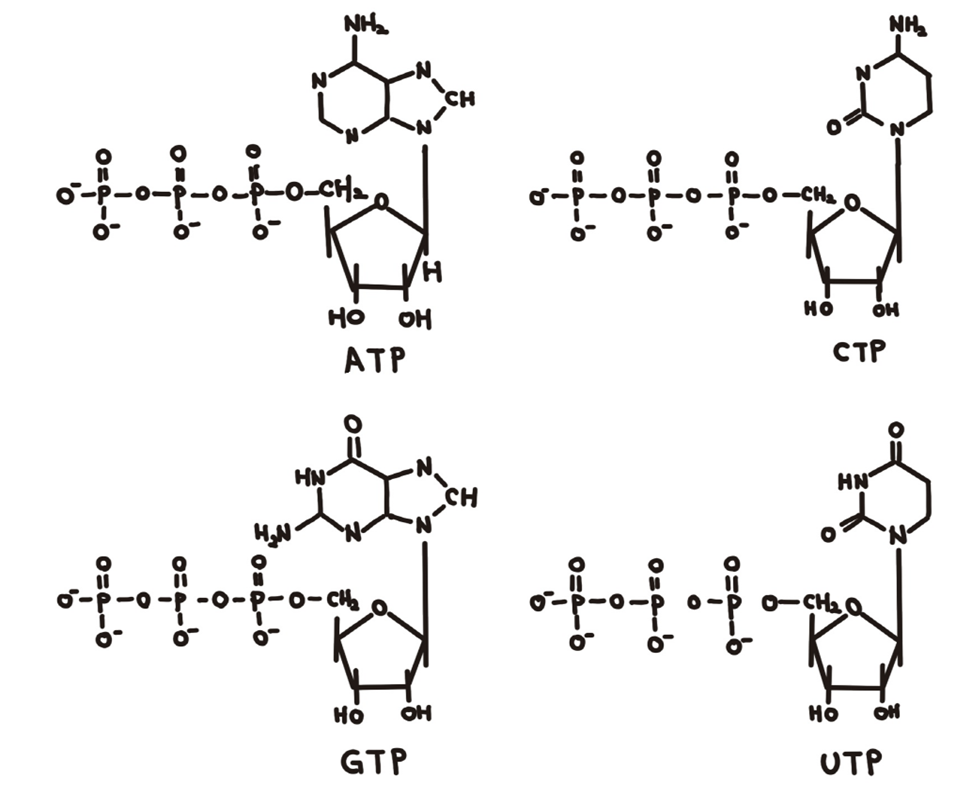 [용어정리1] NTP, dNTP, nucleoside, nucleotide, adenosine 등의 용어 총 정리 : 네이버 블로그