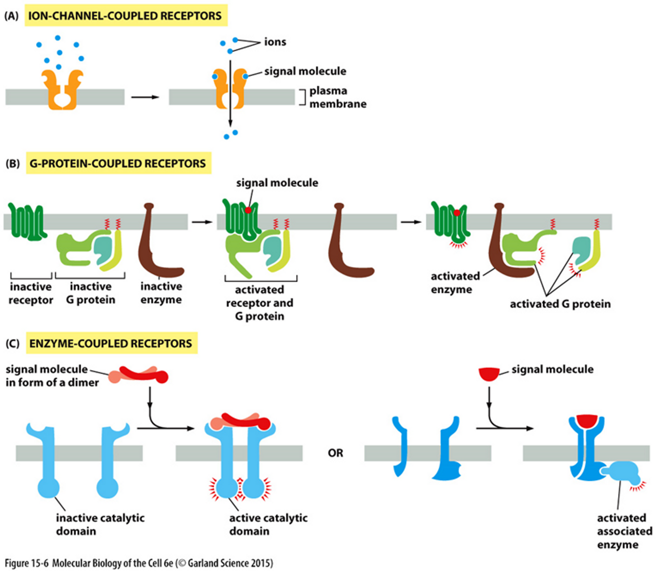 [세포생물학] 7.1 : 세포 신호전달(cell signaling)의 원리 - 1