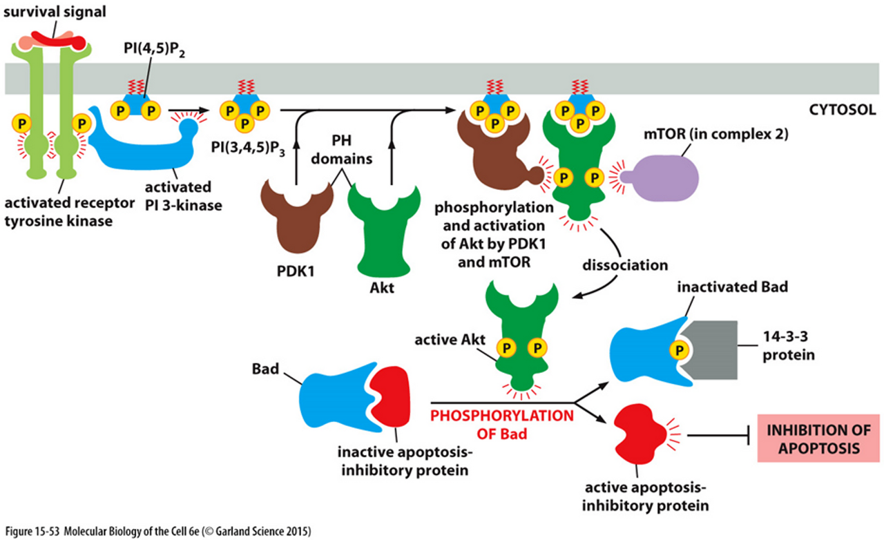 [세포생물학] 7.3 : RTK(receptor tyrosine kinase) - Ras-MAPK pathway, PI3K ...