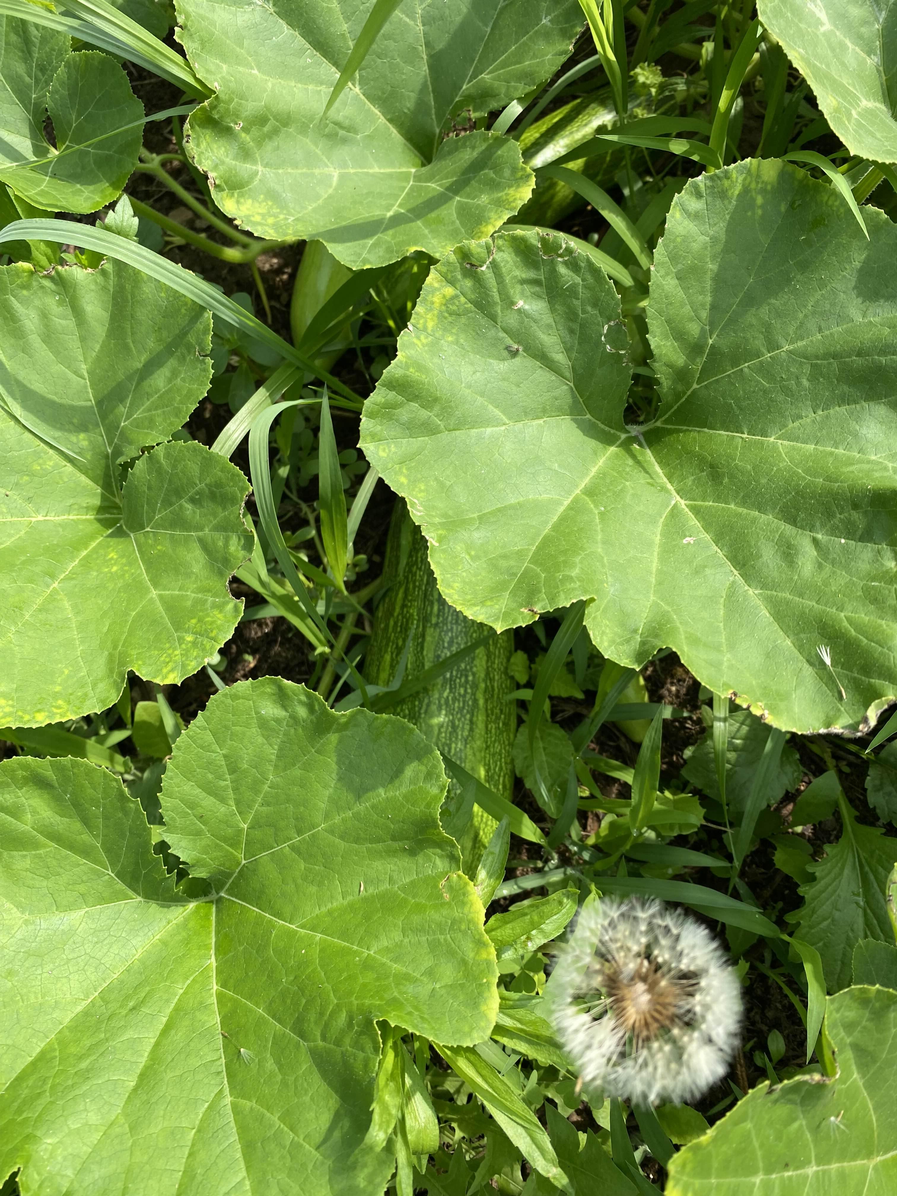 2023 6 25 자두 고추 깻잎 호박 수확