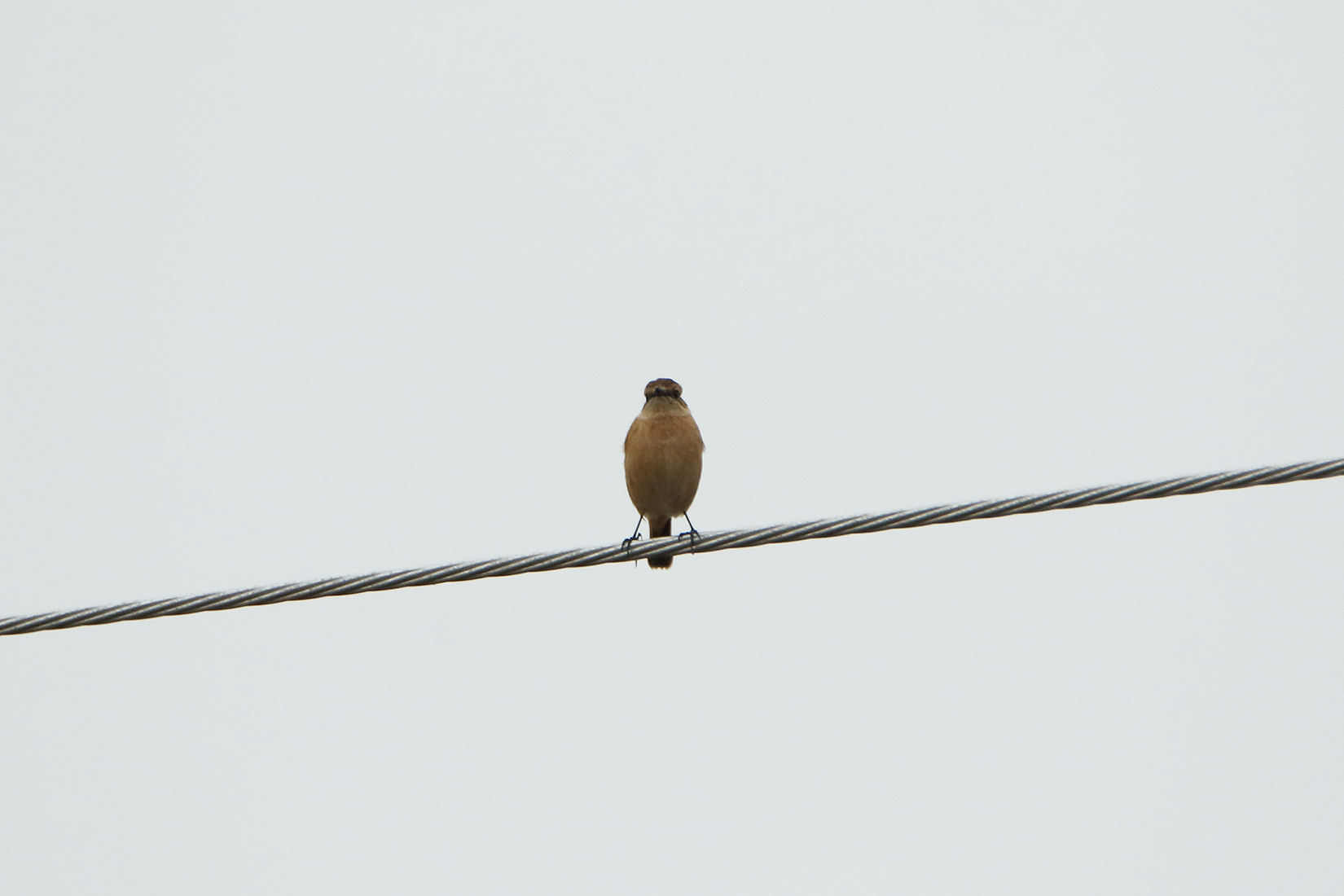 검은딱새 [Amur Stonechat]