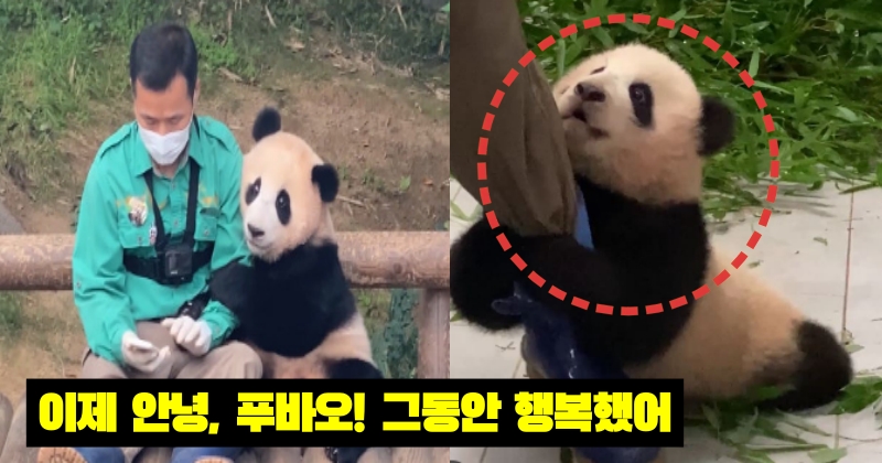 이제 더 이상 못 본다 중국 반환 시작되어 그러나 더욱 우려되는 이후 푸바오가 사육될 환경의 충격적인 실태