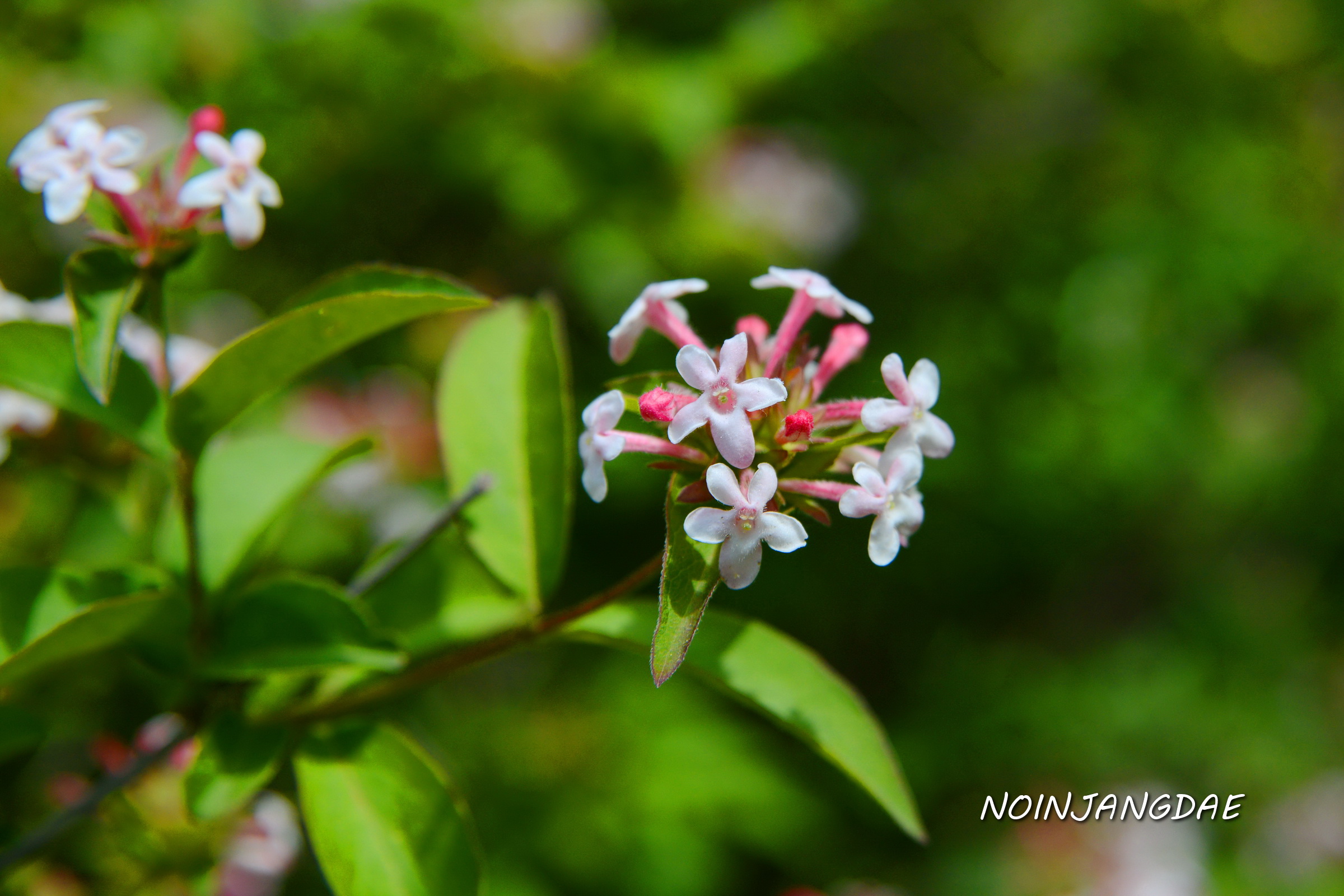 [NIJD Photo] 줄댕강나무꽃