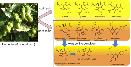 홉의 성분과 홉 제품