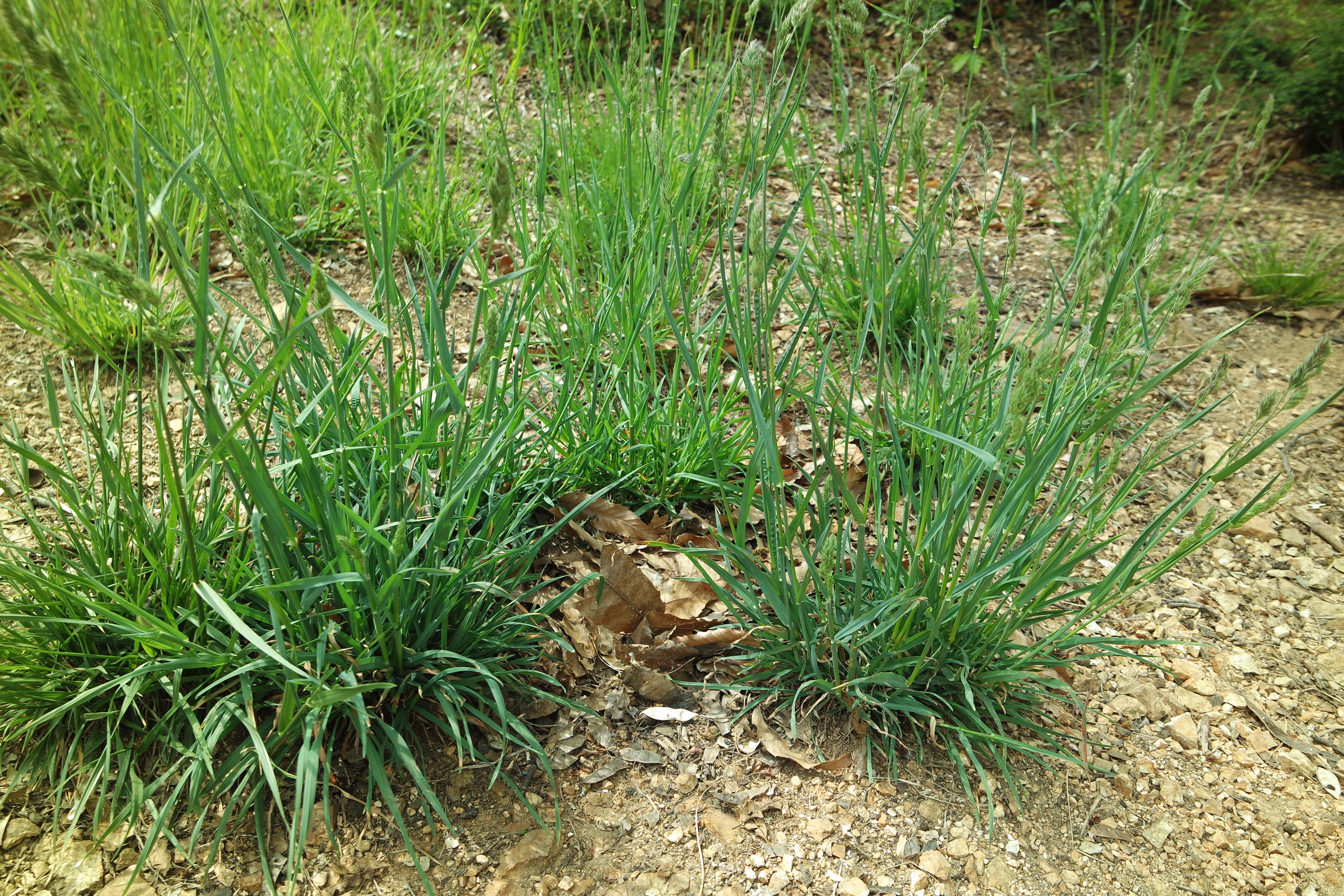 Orchard Grass Seed Head