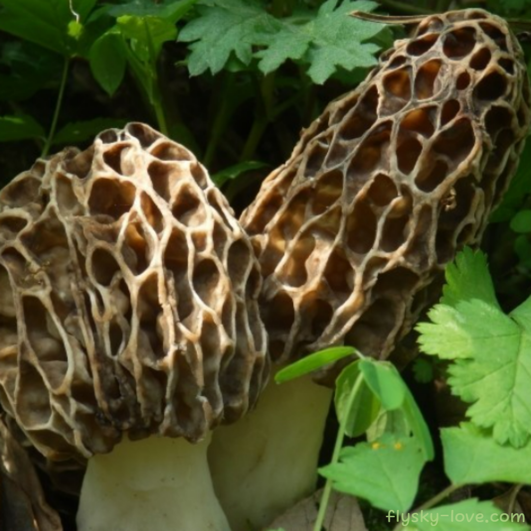 곰보버섯 Morel 효능 영양성분 활용법 부작용