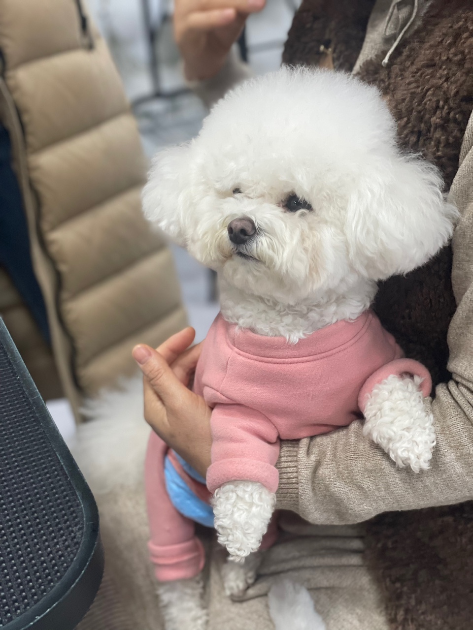 동대구역애견미용학원 반려동물 케어 제대로 배우자