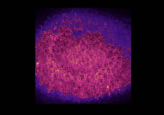 [중앙일보] 과학과 예술, 미술, 미디어 아트, 비디오 아트