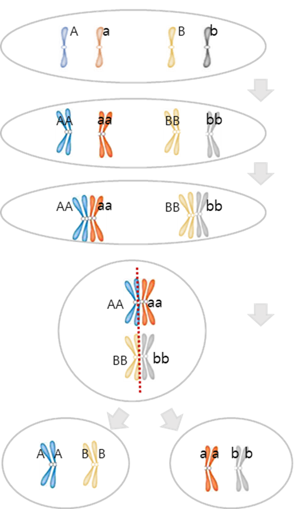Understanding the number of genes and the relative amount of DNA during ...