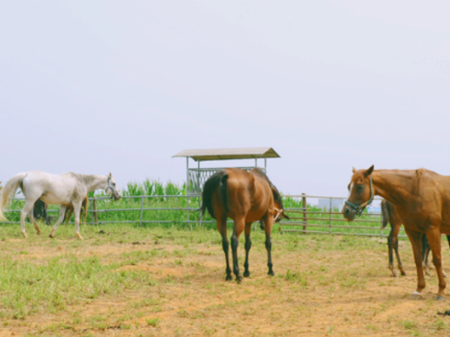 경기 안성시 안성팜랜드