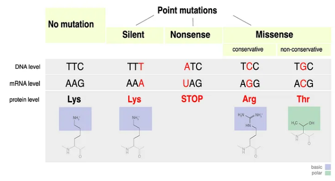 Rosalind - Counting Point Mutations
