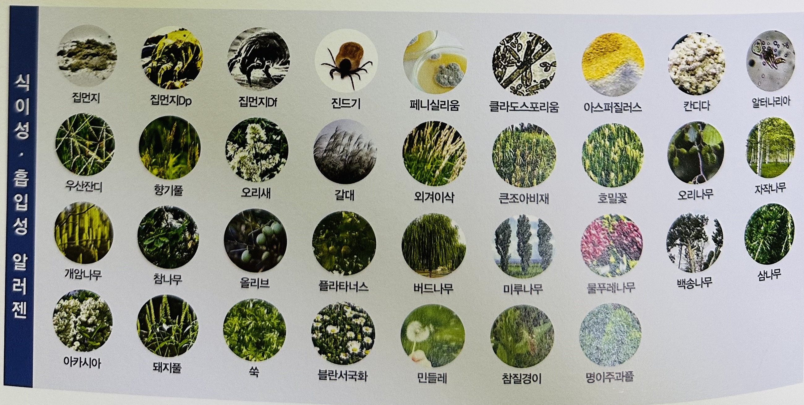 유아 알러지 검사_MAST(multiple allergen simultaneous test)