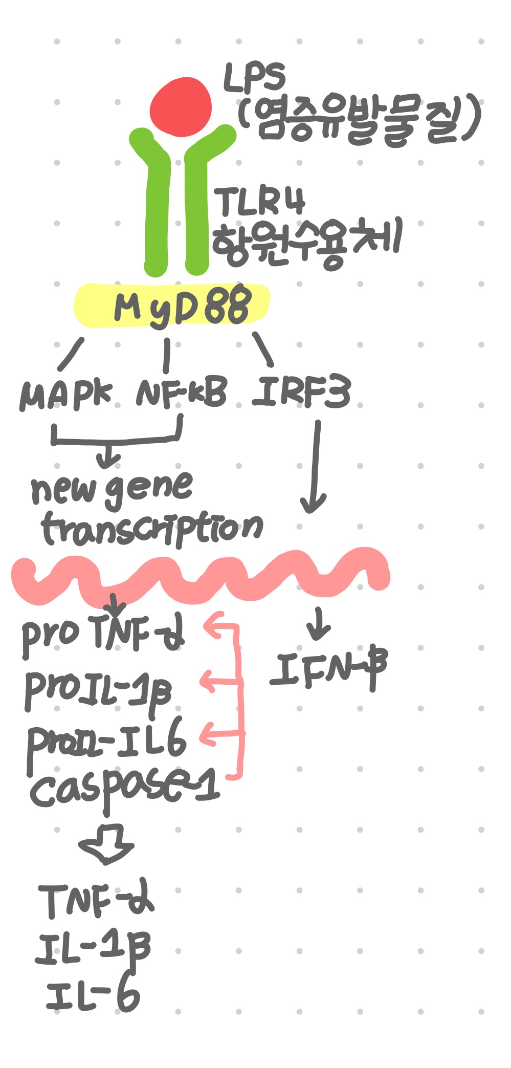 Veterinary Immunology 수의 면역학 02.선천성 면역: 항원 인지 PAMP, DAMP, PRR