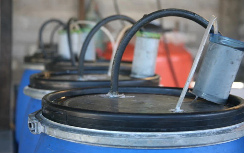 Coffee Process - Carbonic Maceration (카보닉 매서레이션)