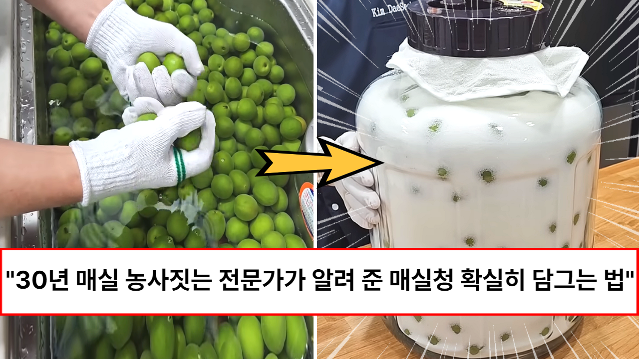 “씻는 것부터 설탕 비율까지 다 알려드립니다”30년 매실농장 주인의 매실청 제일 맛있게 담그는 방법 스마트뉴스