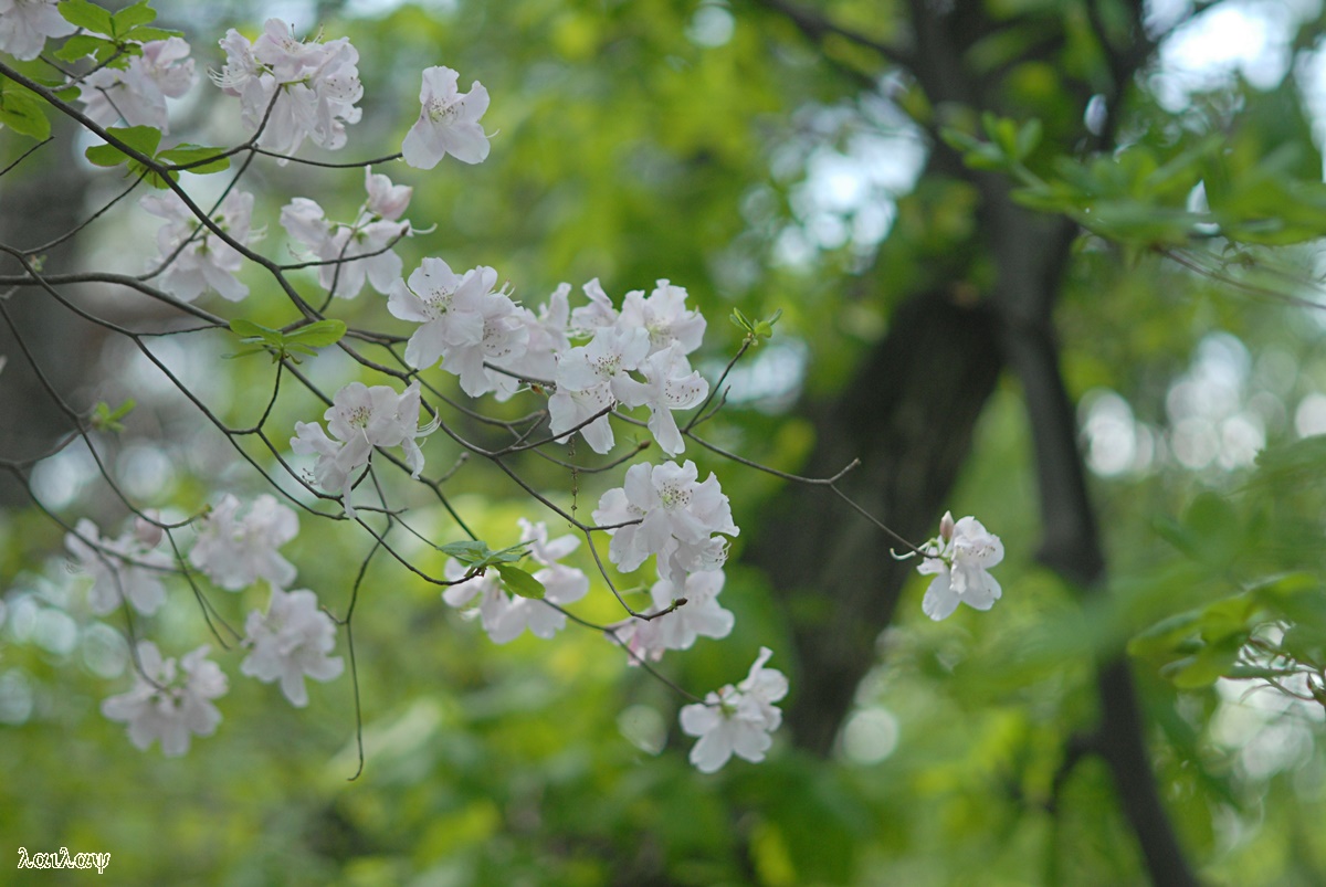 Rhododendron schlippenbachii Maxim./철쭉