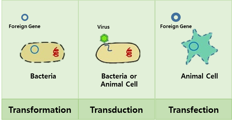 Transformation / Transduction / Transfection 차이