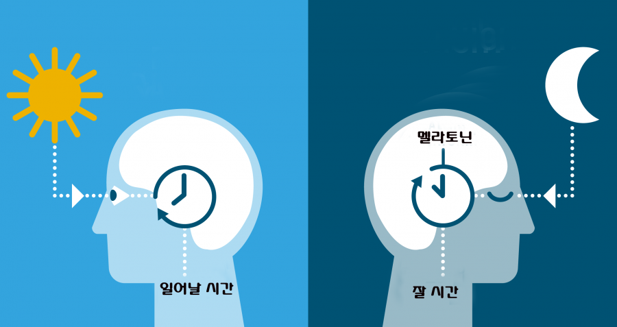 밤낮이 바뀐 사람은 살이 찌기 쉬울까?(Feat:올빼미형 인간,교대근무자)