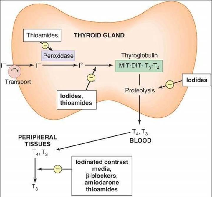 갑상선 항진증 치료제 안티로이드(Propylthiouracil,,PTU) 효능 부작용 약국 약사 처방 용법 용량 작용기전 수유 임부