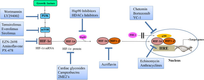 HIF-1 α 경로: 암 치료를 위한 역할, 조절 및 개입 : 네이버 블로그