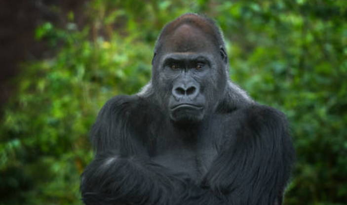 고릴라 나오는 꿈 해몽풀이 (고릴라 새끼,가슴을 두드리고 드러밍하는,날뛰는 화난,무서운,싸우는,귀여워하는,기르는,안심하는,쫓는 ...