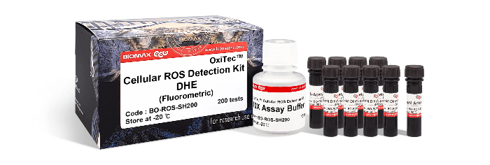 [신제품] OxiTec™ Cellular ROS Detection Kit-DHE (Fluorometric)