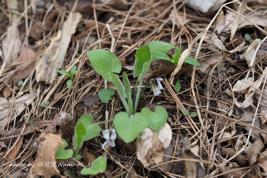 둥근털제비꽃 Viola collina Besser