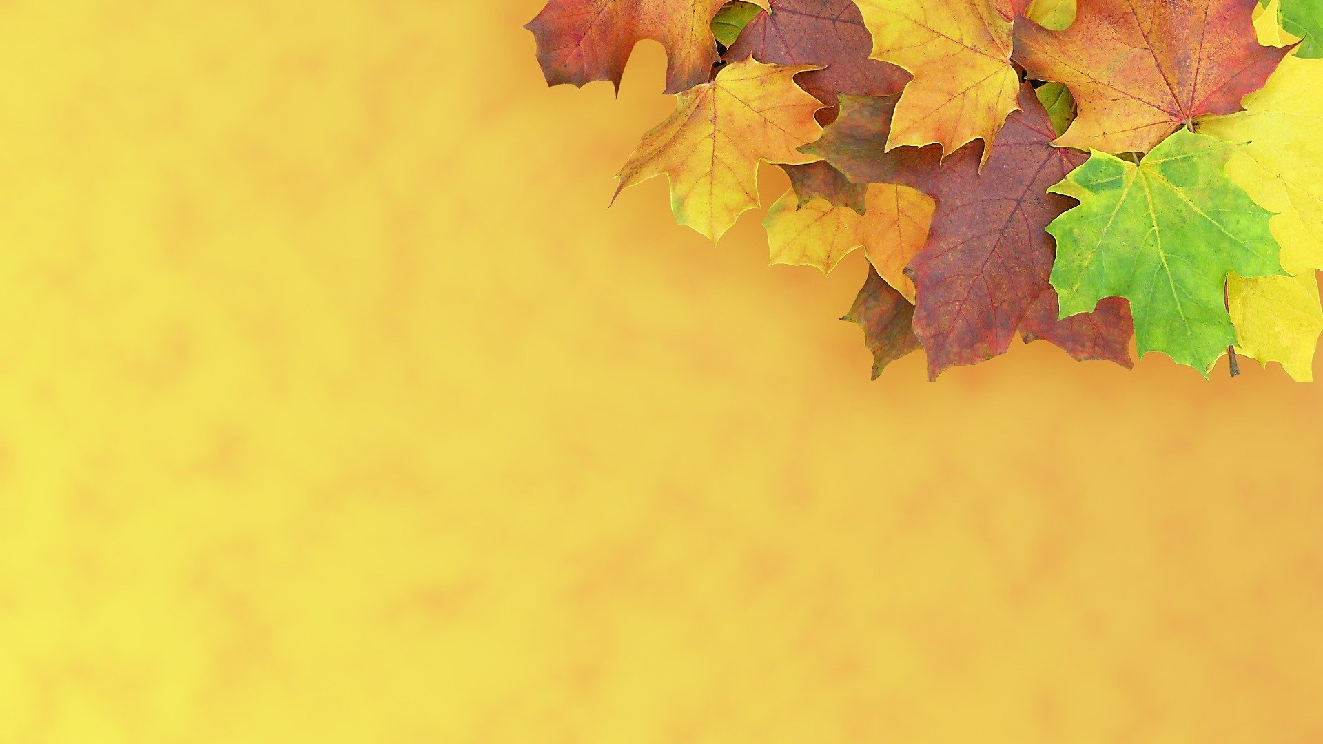 가을 바탕 화면으로 즐기는 아름다운 계절의 변화! [클릭하면 충분해요]