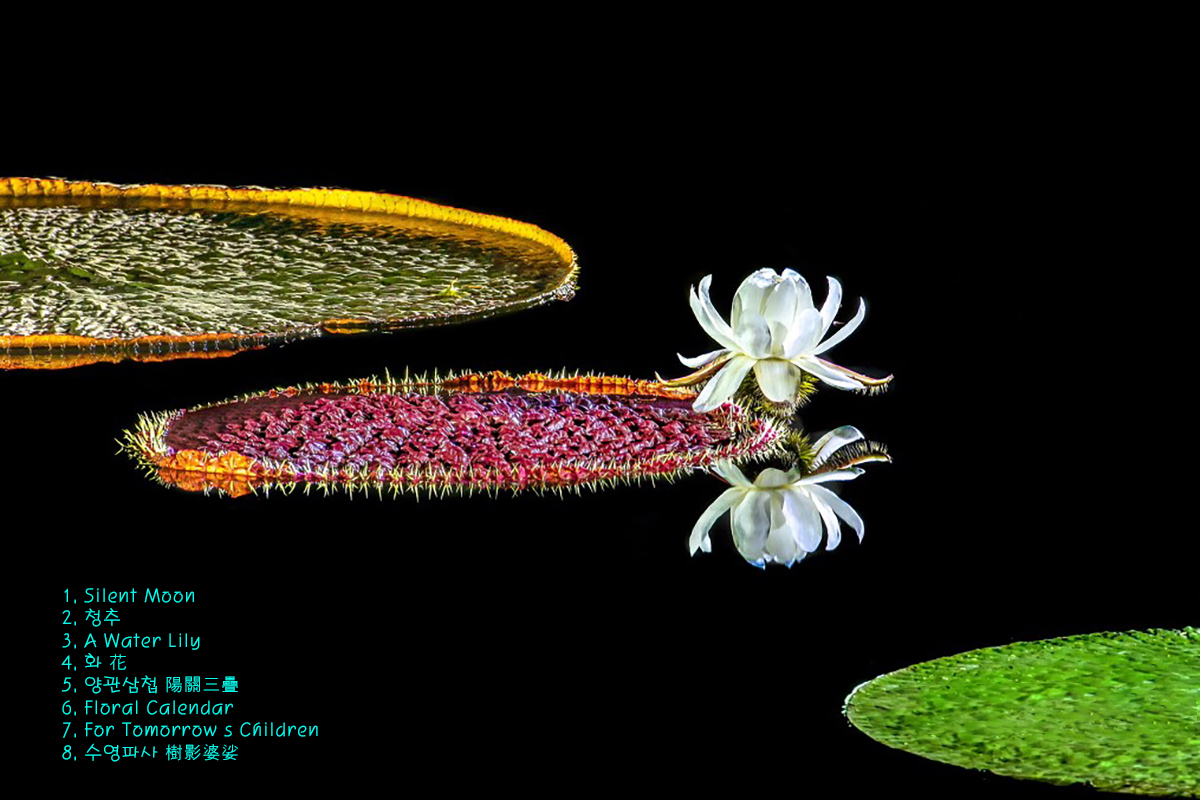 Jia Peng Fang 모음