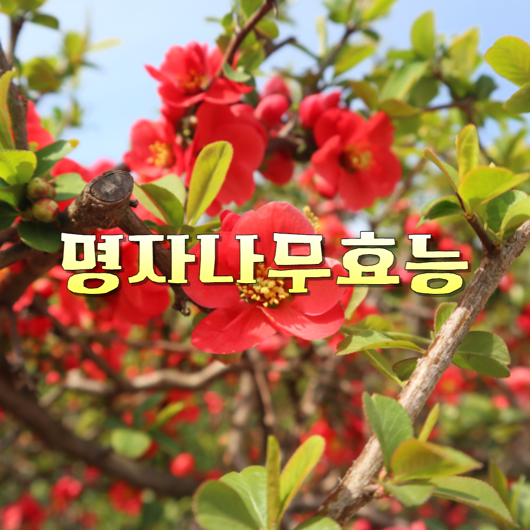 명자나무 효능 영양성분 활용법 부작용