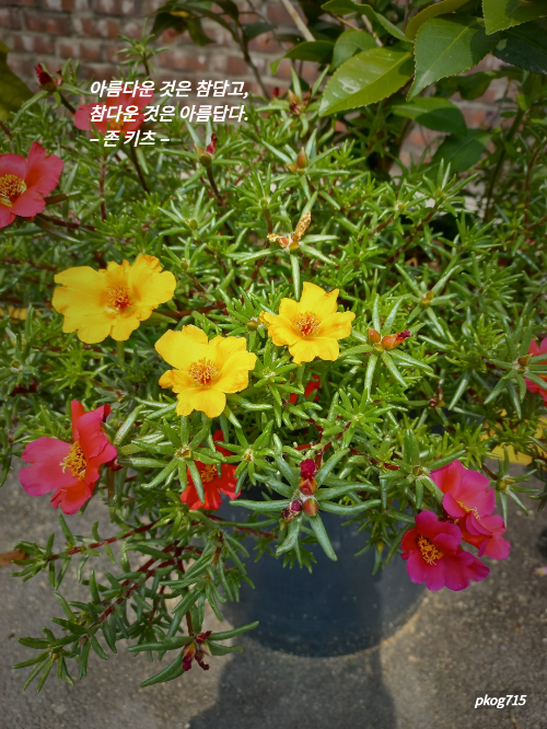 노인과 명언 20 / 존 키츠, 랄프 왈도 에머슨