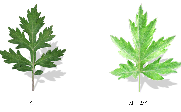 3월에 먹으면 좋은 제철 음식 봄철 음식 쑥 편 효능 쑥이 들어가는 음식