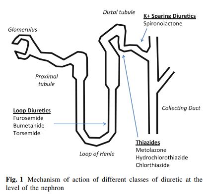 Ceiling Effect Of Loop Diuretics | Shelly Lighting