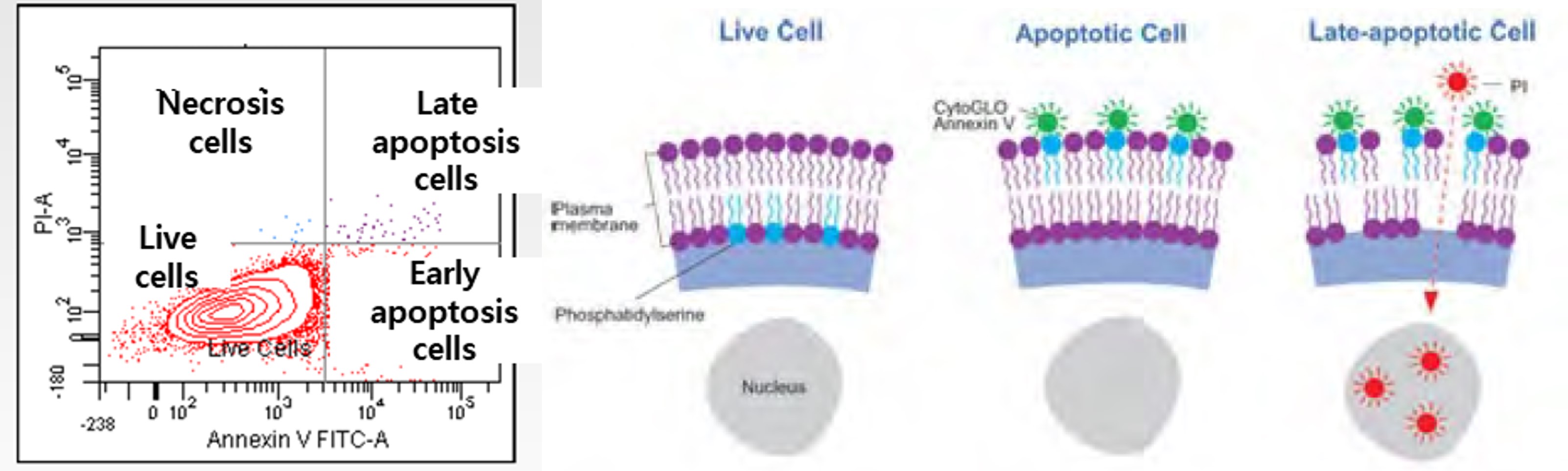 Cell apoptosis를 확인하는 대표적인 4가지 실험 방법의 원리와 간단한 소개입니다