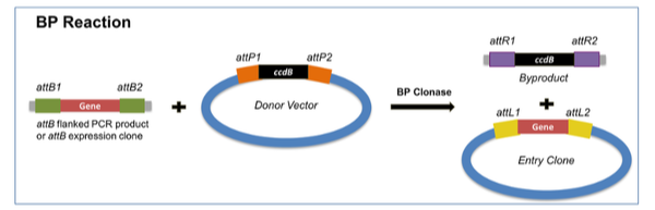 유전자 재조합 DNA cloning (1) Gateway cloning - Entry clone 만들기