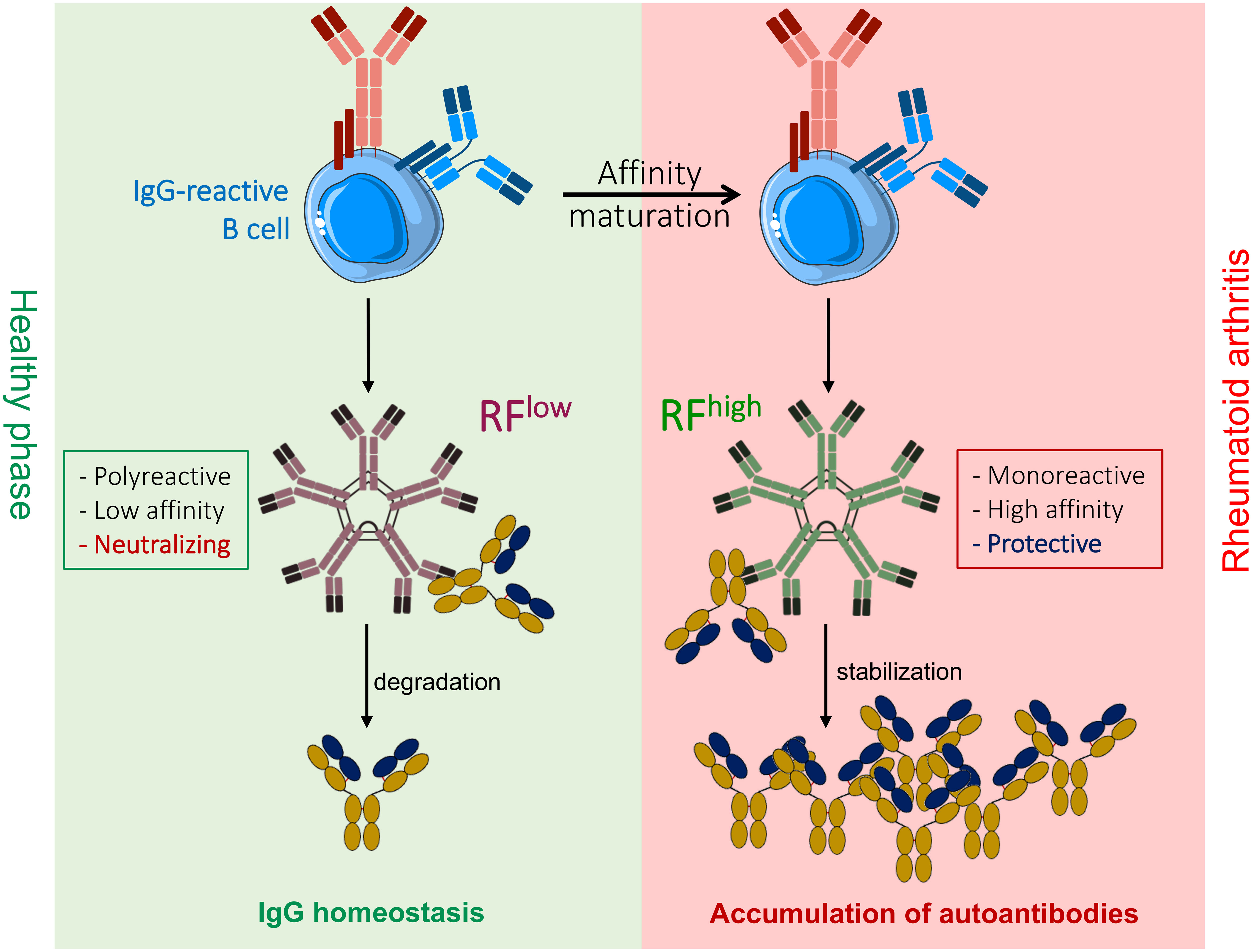피검사에서는 정상이지만 류마티스 증상이 있어요! '혈청음성 관절염' (Seronegative Arthritis)