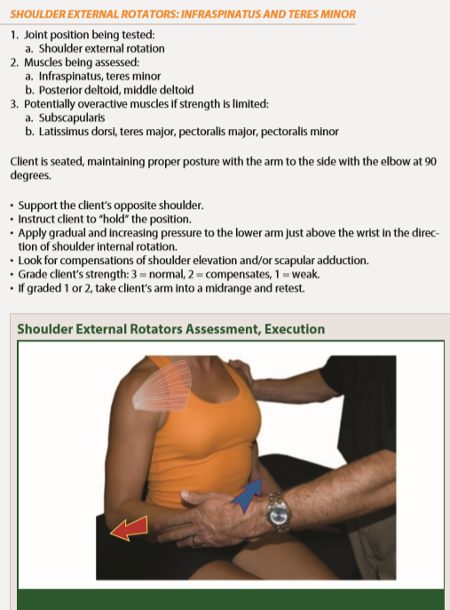 어깨 외회전 극하근, 소원근(shoulder external rotation) 근력평가MMT (muscle manual test ...