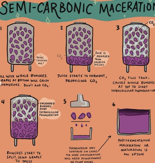 부분 탄산 침용 : Semi-Carbonic Maceration